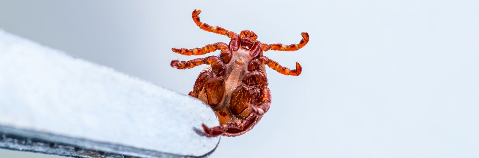 Morsure de tiques | CHL